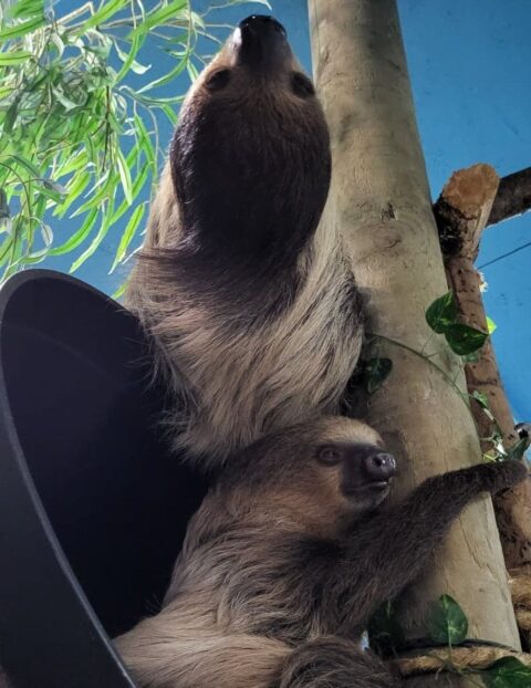 Sloth Private Encounter – $50/Person | Big Reds Barn